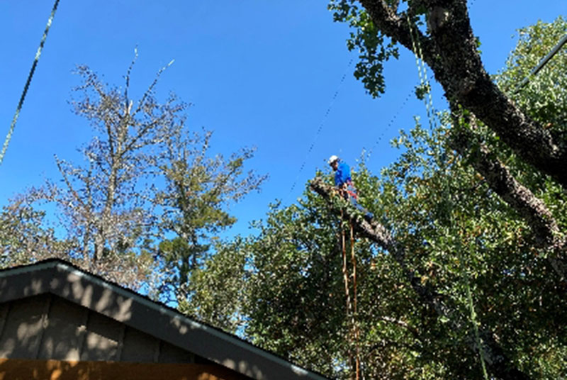 Sam's Tree Service Santa Rosa, CA | Affordable, licensed arborists