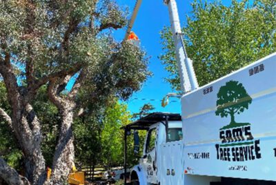 Tree Service in Santa Rosa and Sonoma County | Sam's Tree Service